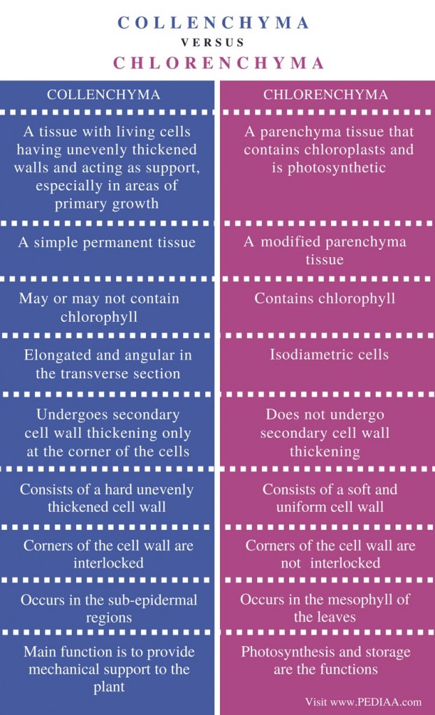 Difference Between Collenchyma and Chlorenchyma - Pediaa.Com
