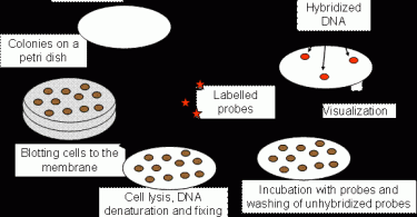 Pediaa.Com - Page 303 of 681 - Know about Anything