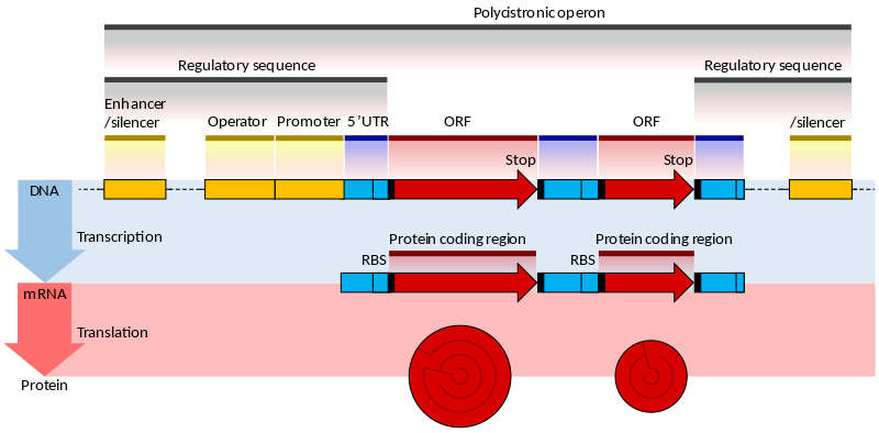 Difference Between Gene and Cistron - Pediaa.Com Difference Between Gene and Cistron - Pediaa.Com