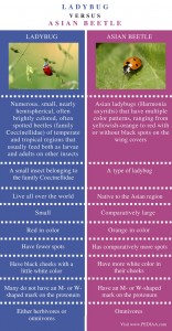 Difference Between Ladybug and Asian Beetle - Pediaa.Com