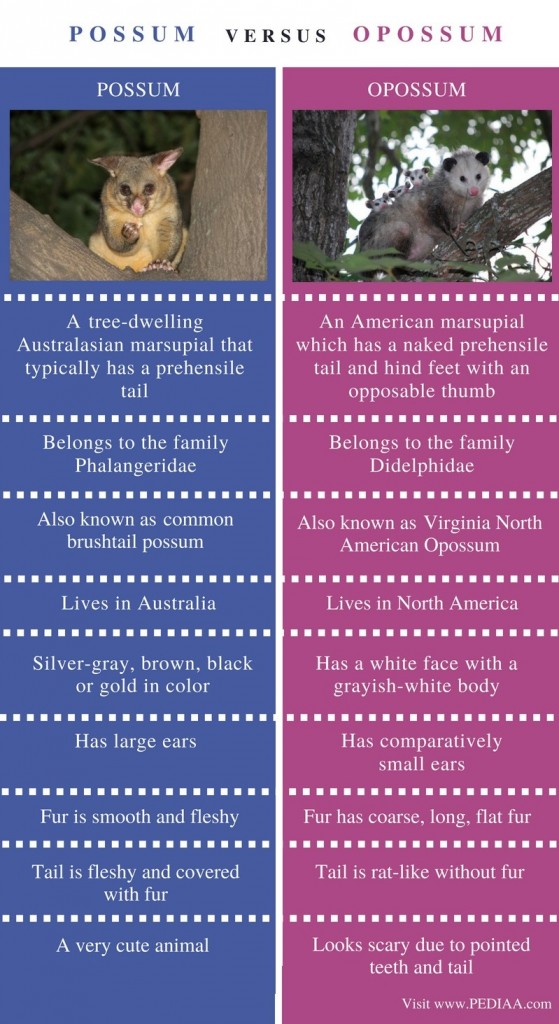 Difference Between Possum and Opossum - Pediaa.Com