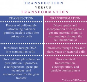 Difference Between Transfection and Transformation - Pediaa.Com