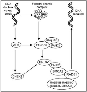 Difference Between BRCA1 and BRCA2 Gene - Pediaa.Com