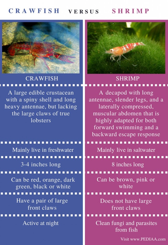 Difference Between Crawfish and Shrimp - Pediaa.Com Difference Between Crawfish and Shrimp - Pediaa.Com