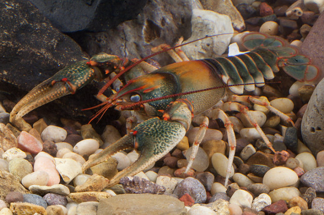 Difference Between Crayfish and Lobster - Pediaa.Com Difference Between Crayfish and Lobster - Pediaa.Com