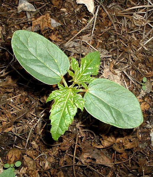 Difference Between Epigeal and Hypogeal Germination - Pediaa.Com Difference Between Epigeal and Hypogeal Germination - Pediaa.Com