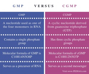 Difference Between GMP and cGMP - Pediaa.Com