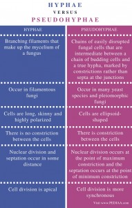 Difference Between Hyphae and Pseudohyphae - Pediaa.Com