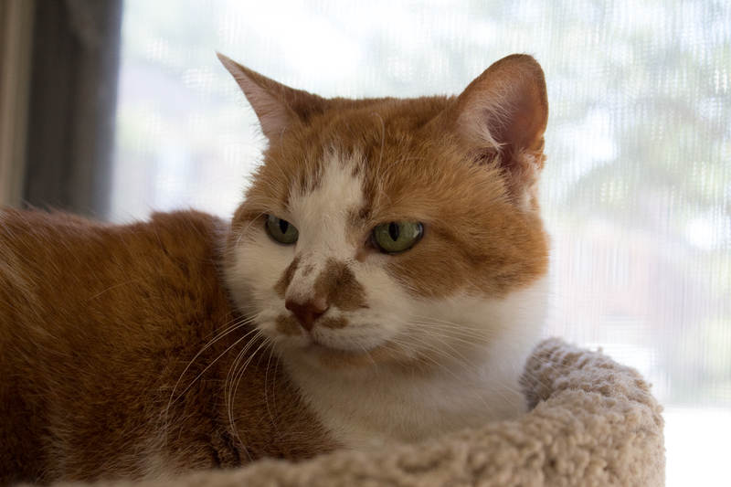 Difference Between Lossy And Lossless Compression Pediaa Com