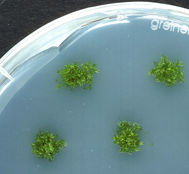 Difference Between Micropropagation and Tissue Culture - Pediaa.Com
