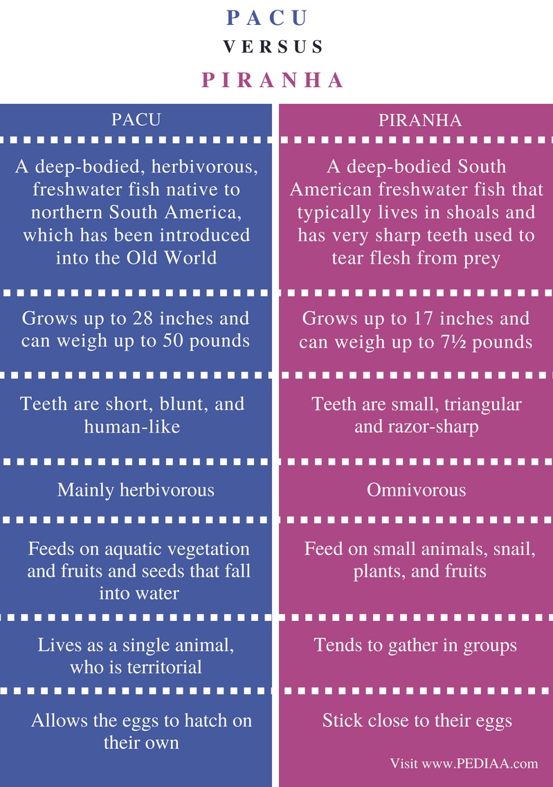 Difference Between Pacu and Piranha - Pediaa.Com