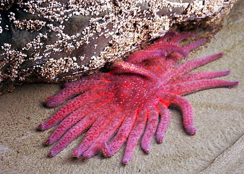 Difference Between Sea Star and Starfish - Pediaa.Com