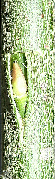 What is the Difference Between Budding and Grafting - Pediaa.Com