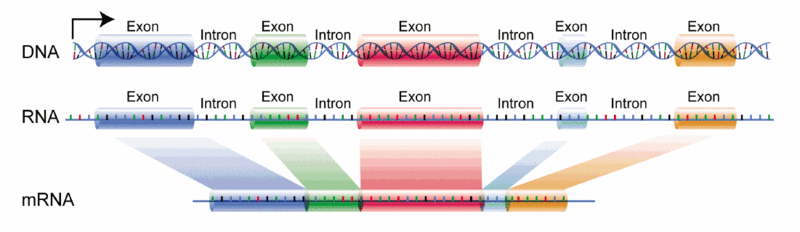 Difference Between Exome and Transcriptome - Pediaa.Com