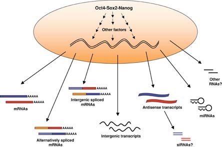 Difference Between Exome and Transcriptome - Pediaa.Com