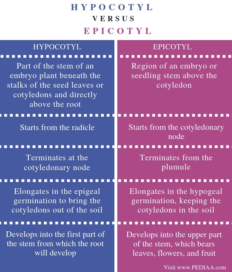 Difference Between Hypocotyl and Epicotyl - Pediaa.Com