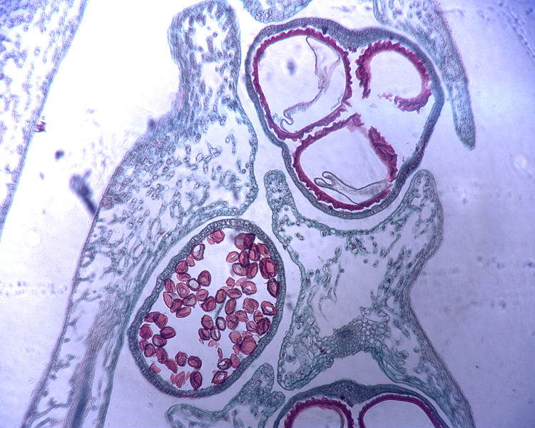 Difference Between Microspore and Pollen Grain - Pediaa.Com Difference Between Microspore and Pollen Grain - Pediaa.Com