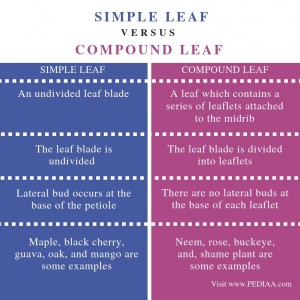 What is the Difference Between Simple Leaf and Compound Leaf - Pediaa.Com