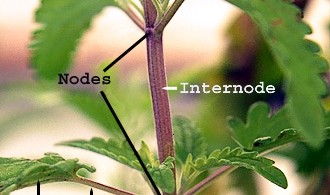 Biology Archives - Page 69 of 166 - Pediaa.Com