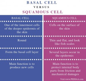What is the Difference Between Basal Cell and Squamous Cell - Pediaa.Com