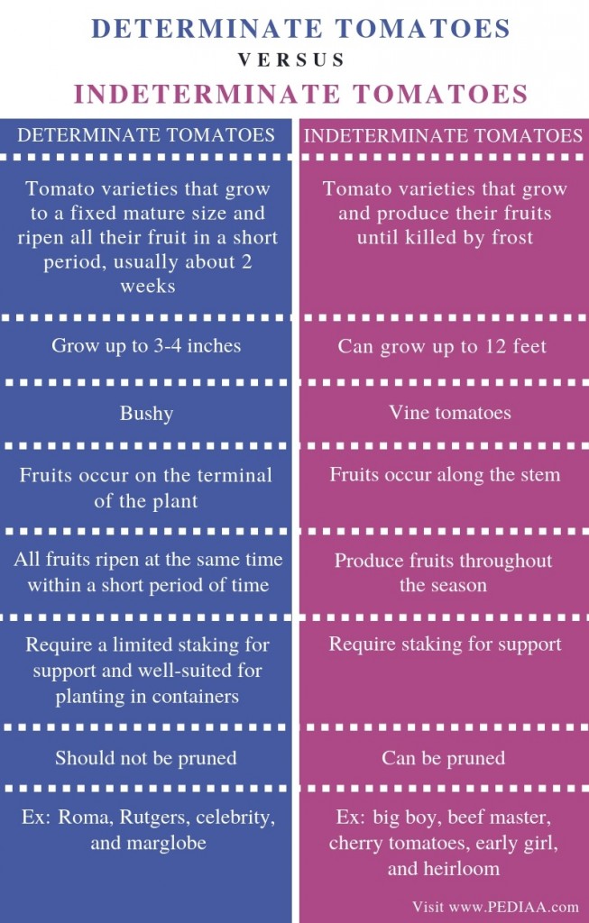 What is the Difference Between Determinate and Indeterminate Tomatoes ... What is the Difference Between Determinate and Indeterminate Tomatoes ...
