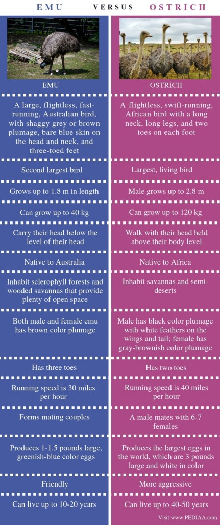 What is the Difference Between Emu and Ostrich - Pediaa.Com