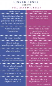 What is the Difference Between Linked and Unlinked Genes - Pediaa.Com
