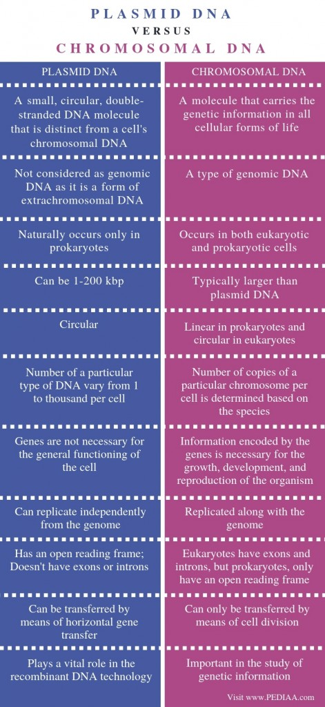 What is the Difference Between Plasmid DNA and Chromosomal DNA - Pediaa.Com