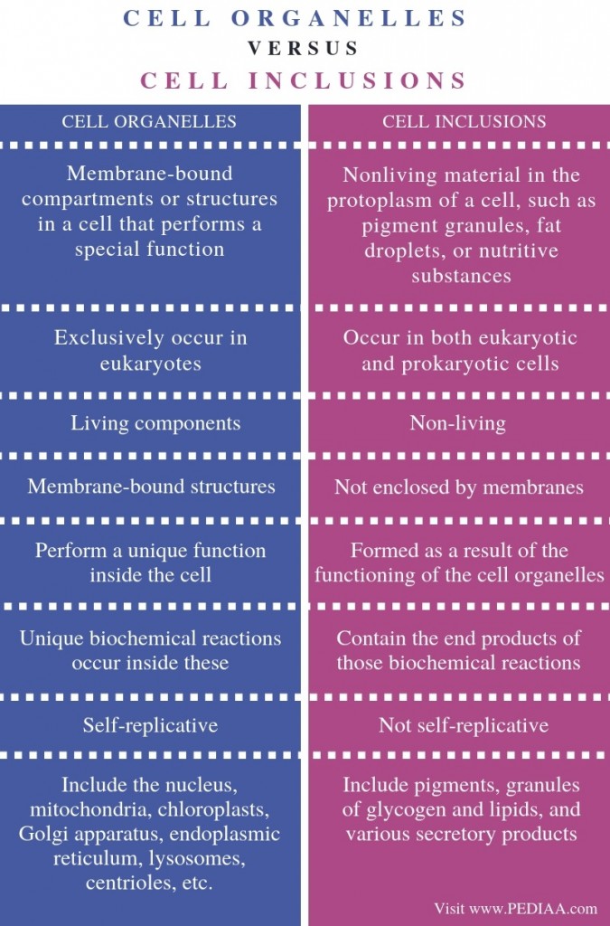 What is the Difference Between Cell Organelles and Cell Inclusions ...