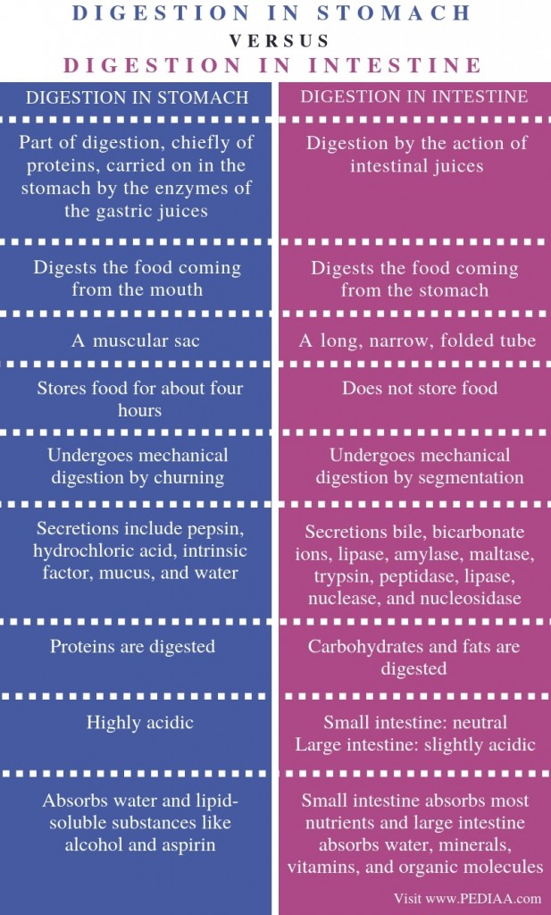 What is the Difference Between Digestion in Stomach and Digestion in ...