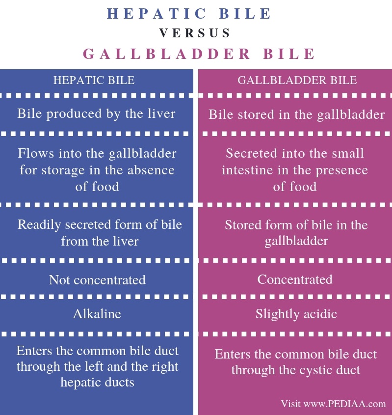 What is the Difference Between Hepatic Bile and Gallbladder Bile ...