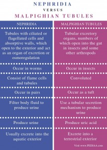 What is the Difference Between Nephridia and Malpighian Tubules ...