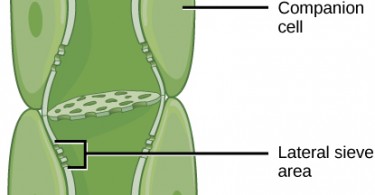 Biology Archives - Page 63 of 166 - Pediaa.Com