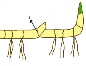 What is the Difference Between Stolon and Rhizome - Pediaa.Com