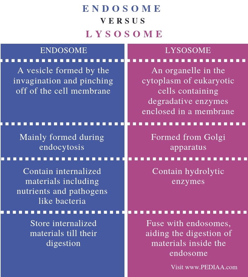What is the Difference Between Endosome and Lysosome - Pediaa.Com