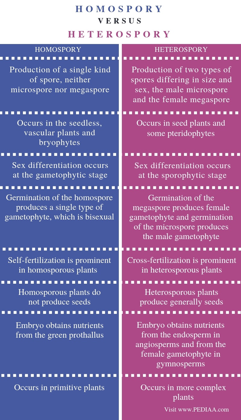 What is the Difference Between Homospory and Heterospory - Pediaa.Com