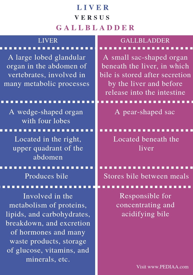 What is the Difference Between Liver and Gallbladder - Pediaa.Com