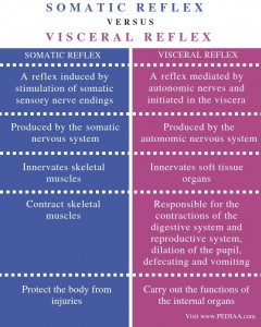What is the Difference Between Somatic and Visceral Reflex - Pediaa.Com