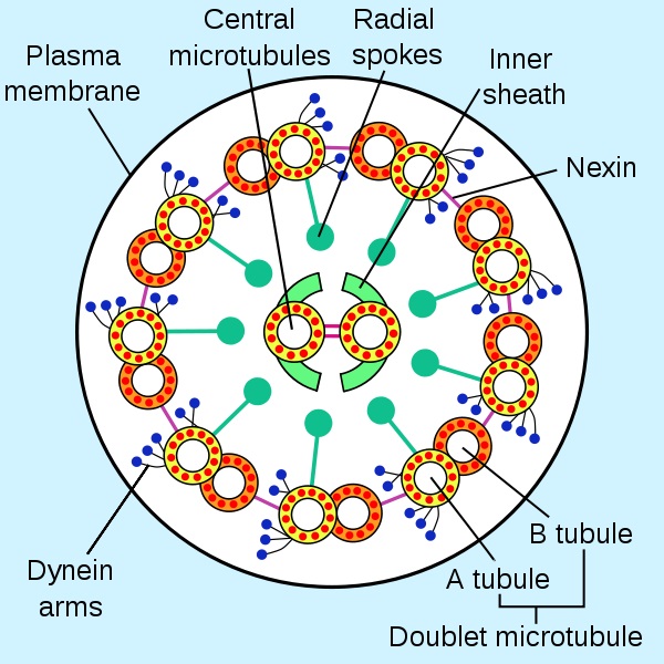 What is the Difference Between Dynein and Kinesin - Pediaa.Com