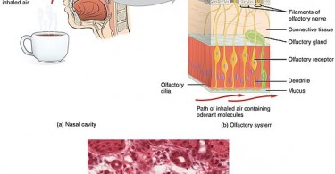Pediaa.Com - Page 178 of 611 - Know about Anything
