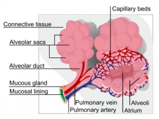 What is the Difference Between Perfusion and Diffusion - Pediaa.Com