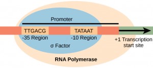 What is the Difference Between Upstream and Downstream DNA - Pediaa.Com