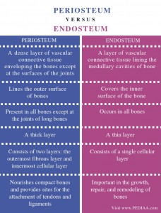 What is the Difference Between Periosteum and Endosteum - Pediaa.Com