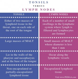 What is the Difference Between Tonsils and Lymph Nodes - Pediaa.Com