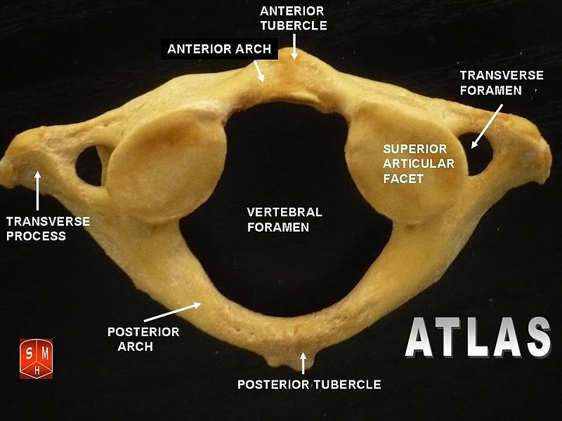 What Is The Difference Between Atlas And Axis Vertebrae Pediaa Com