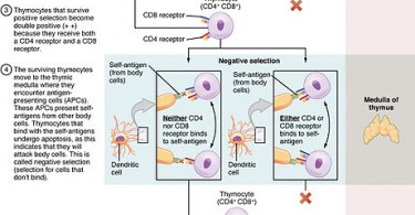 Immunology Archives - Page 2 of 5 - Pediaa.Com