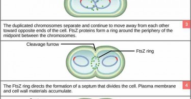 Pediaa.Com - Page 170 of 610 - Know about Anything