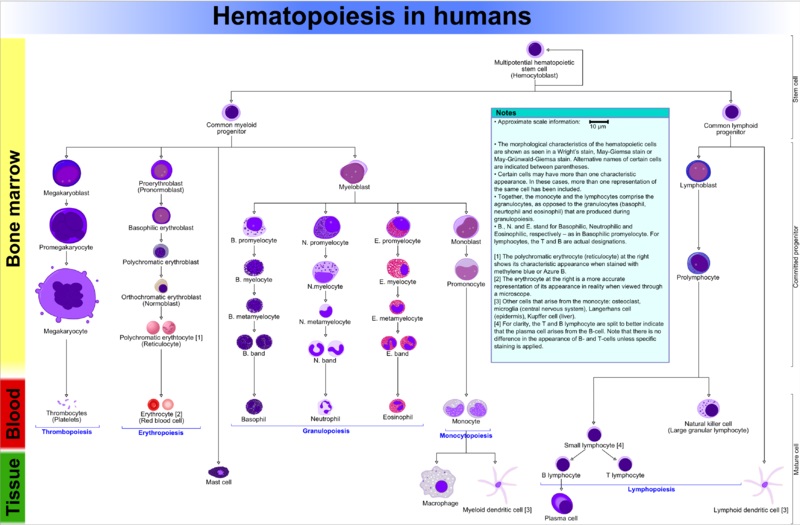 What is the Difference Between Stem Cell and Bone Marrow Transplant ...