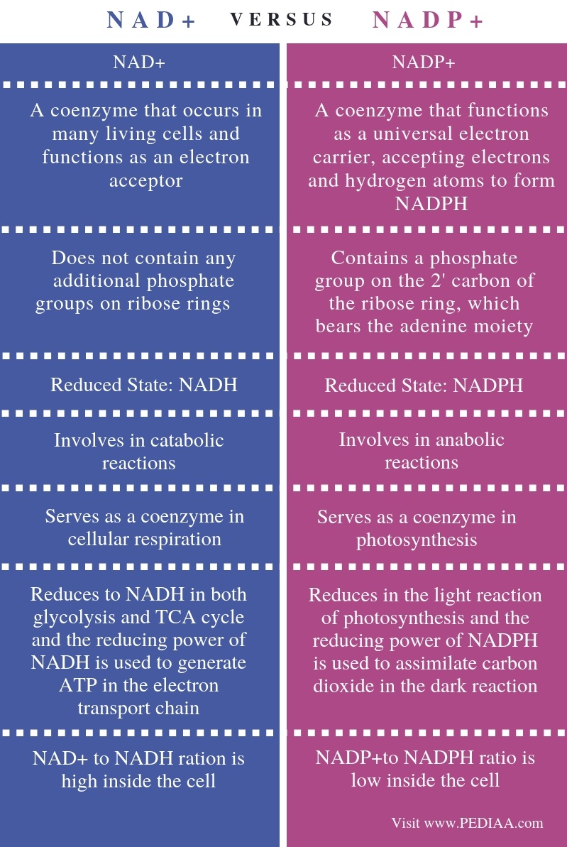What is the Difference Between NAD+ and NADP+ - Pediaa.Com