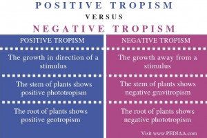 What is the Difference Between Positive and Negative Tropism - Pediaa.Com